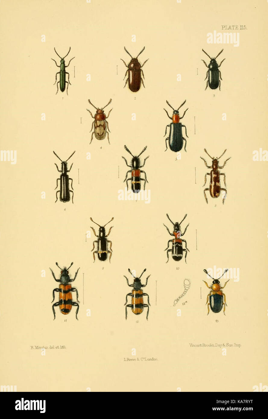 This plate from 'The Coleoptera of the British Islands' illustrates ...