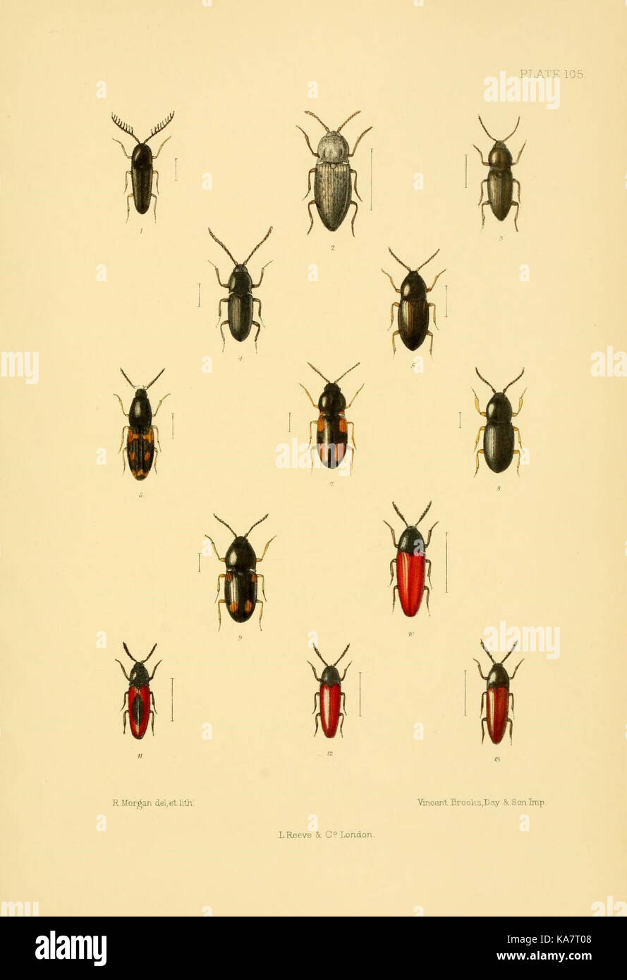 This image features a detailed illustration from 'The Coleoptera of the ...