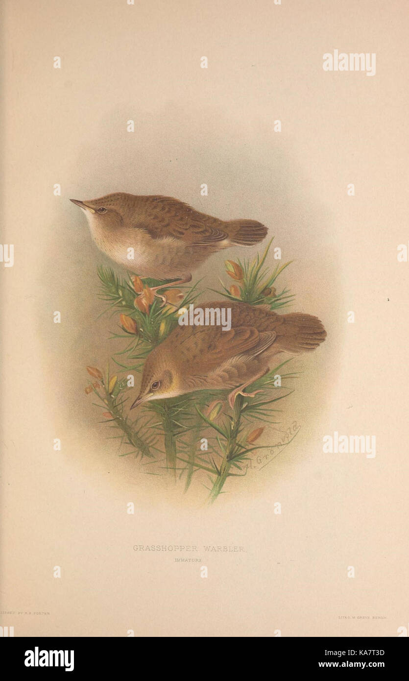 The British warblers (Pl. 10) (9269479174 Stock Photo - Alamy