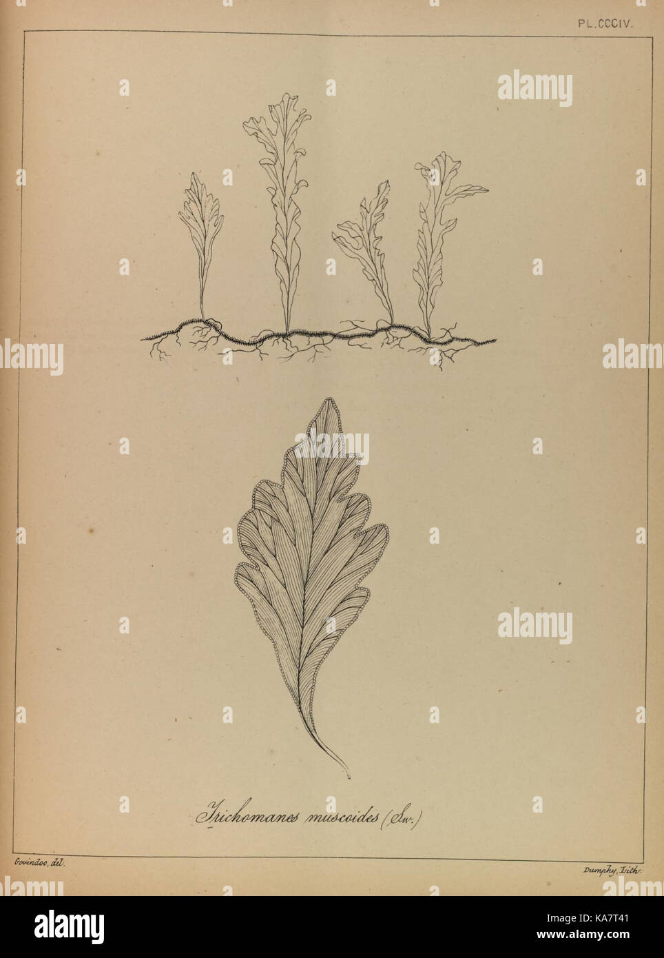This illustration, plate CCCIV from 'The Ferns of British India ...