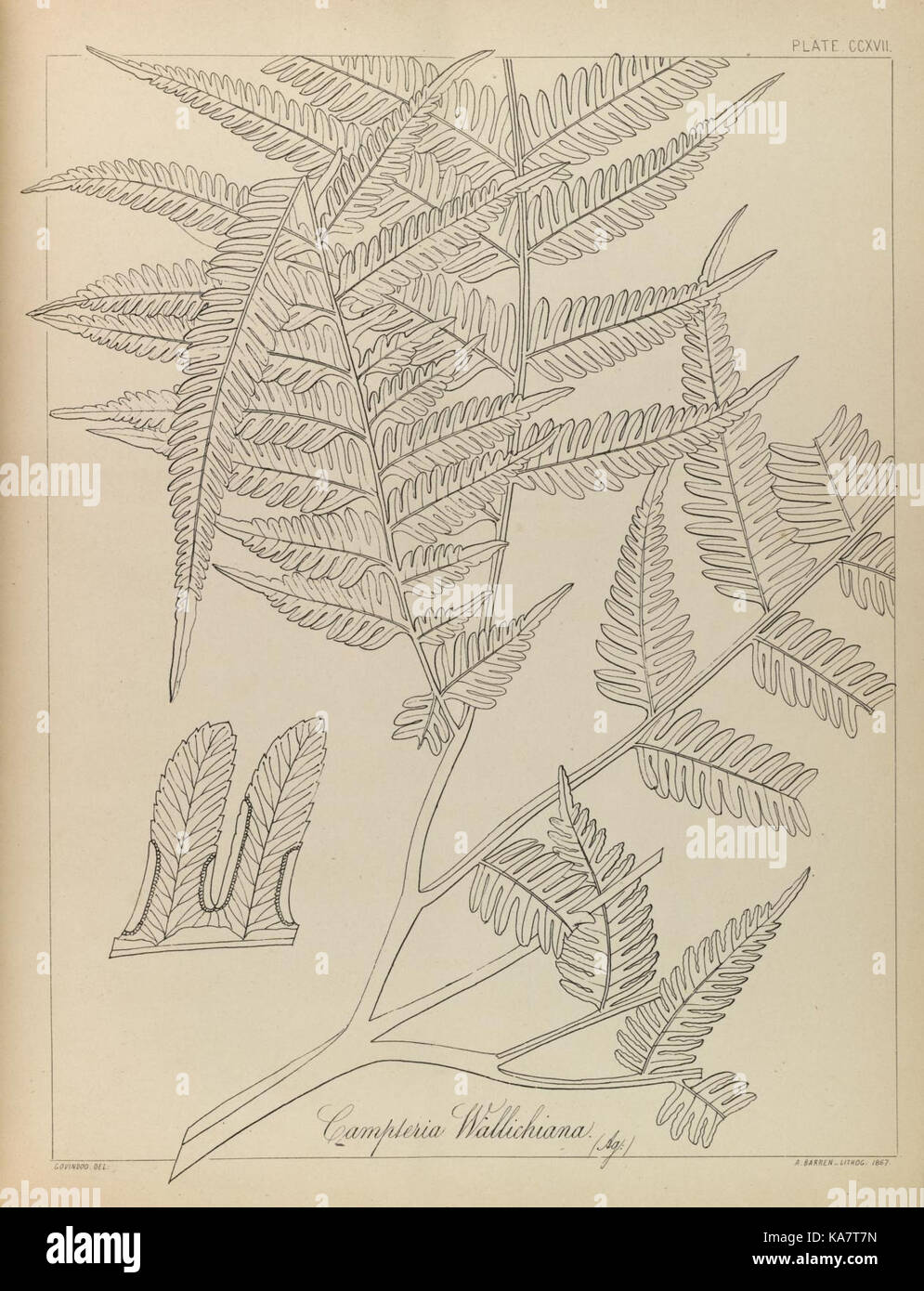 Fern species documentation hi-res stock photography and images - Alamy