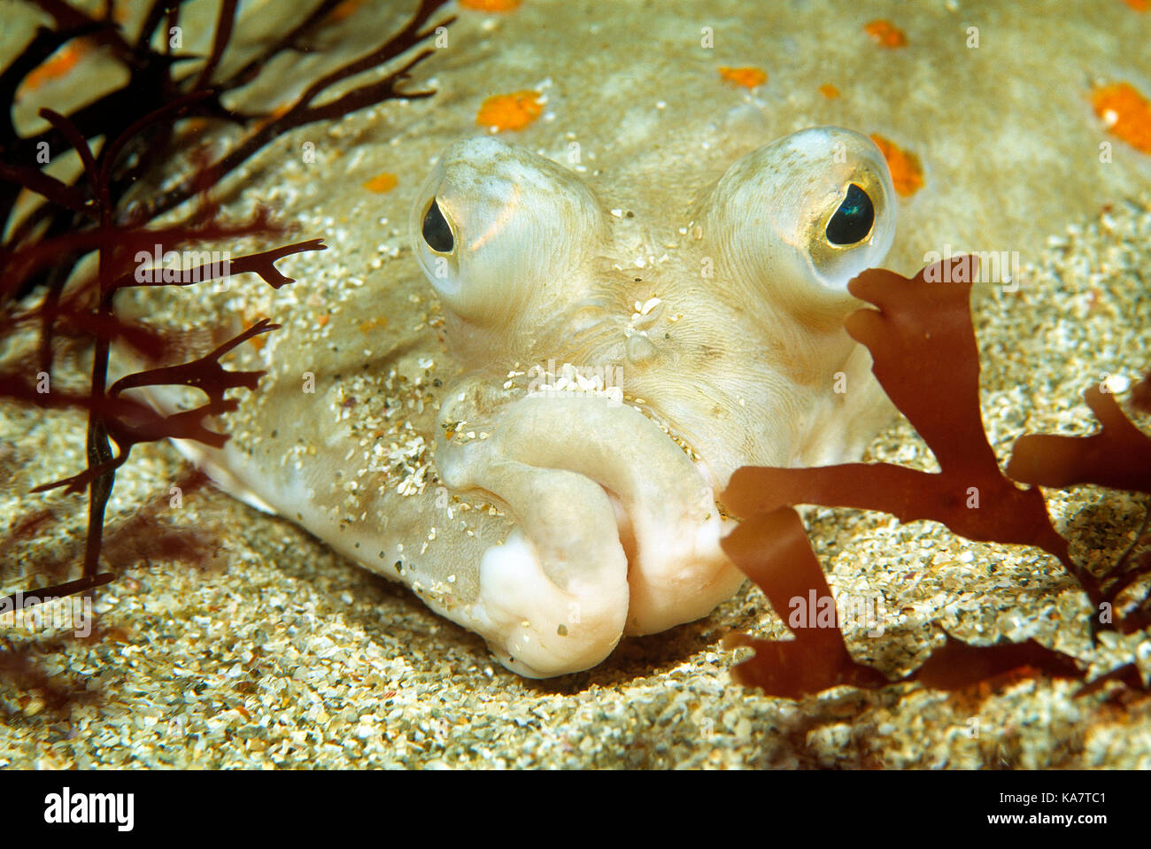 Flat fish camouflage hi-res stock photography and images - Alamy