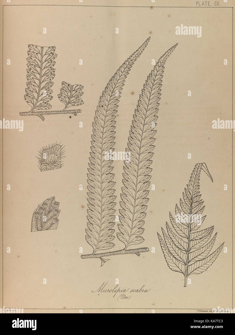 This plate, part of 'The Ferns of British India,' illustrates ferns ...
