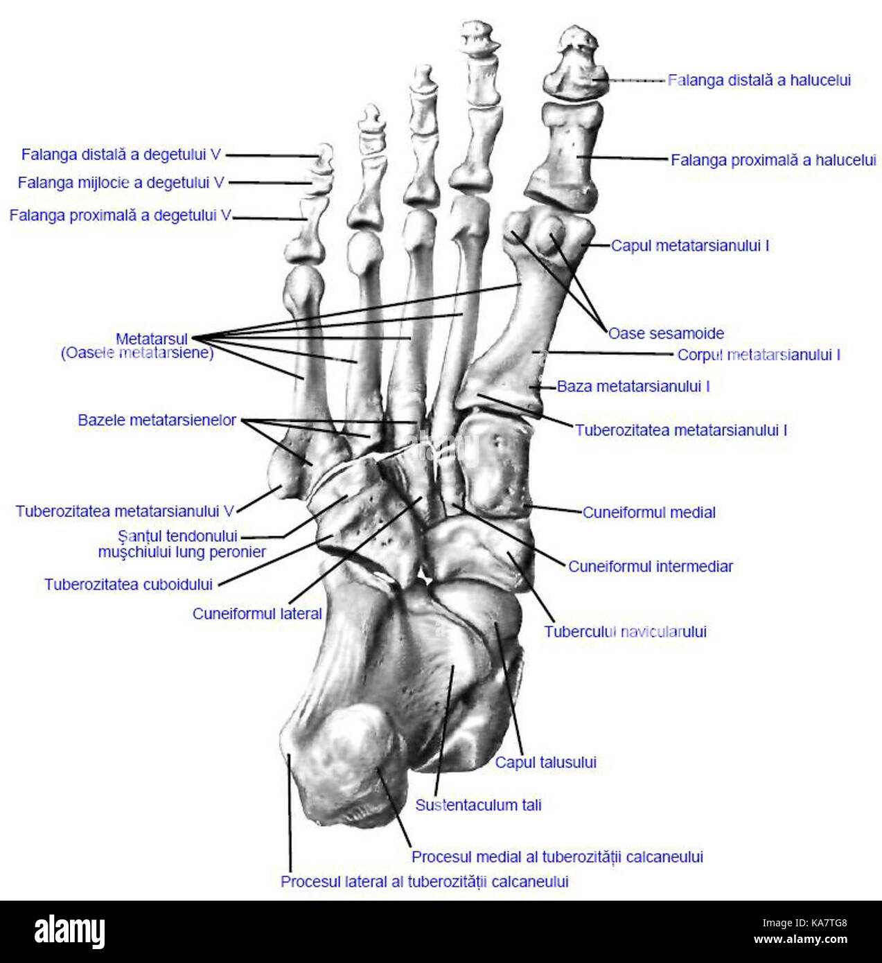 Plantar region hi-res stock photography and images - Alamy