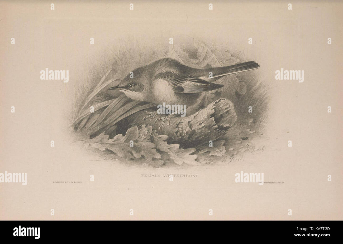 The British warblers (9421719065 Stock Photo - Alamy