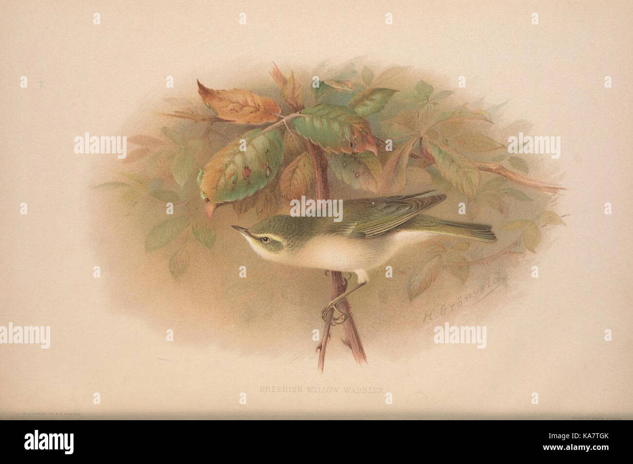 The British warblers (9424493762 Stock Photo - Alamy