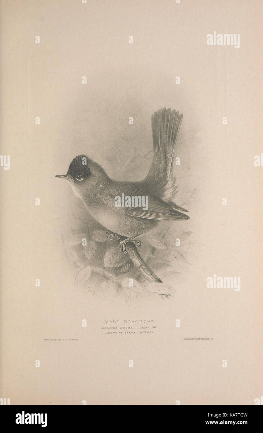 The British warblers (Pl. 6) (9319193965 Stock Photo - Alamy