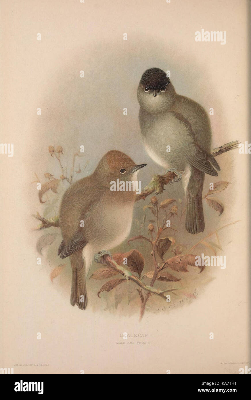 The British warblers (Pl. 2) (9319190023 Stock Photo - Alamy