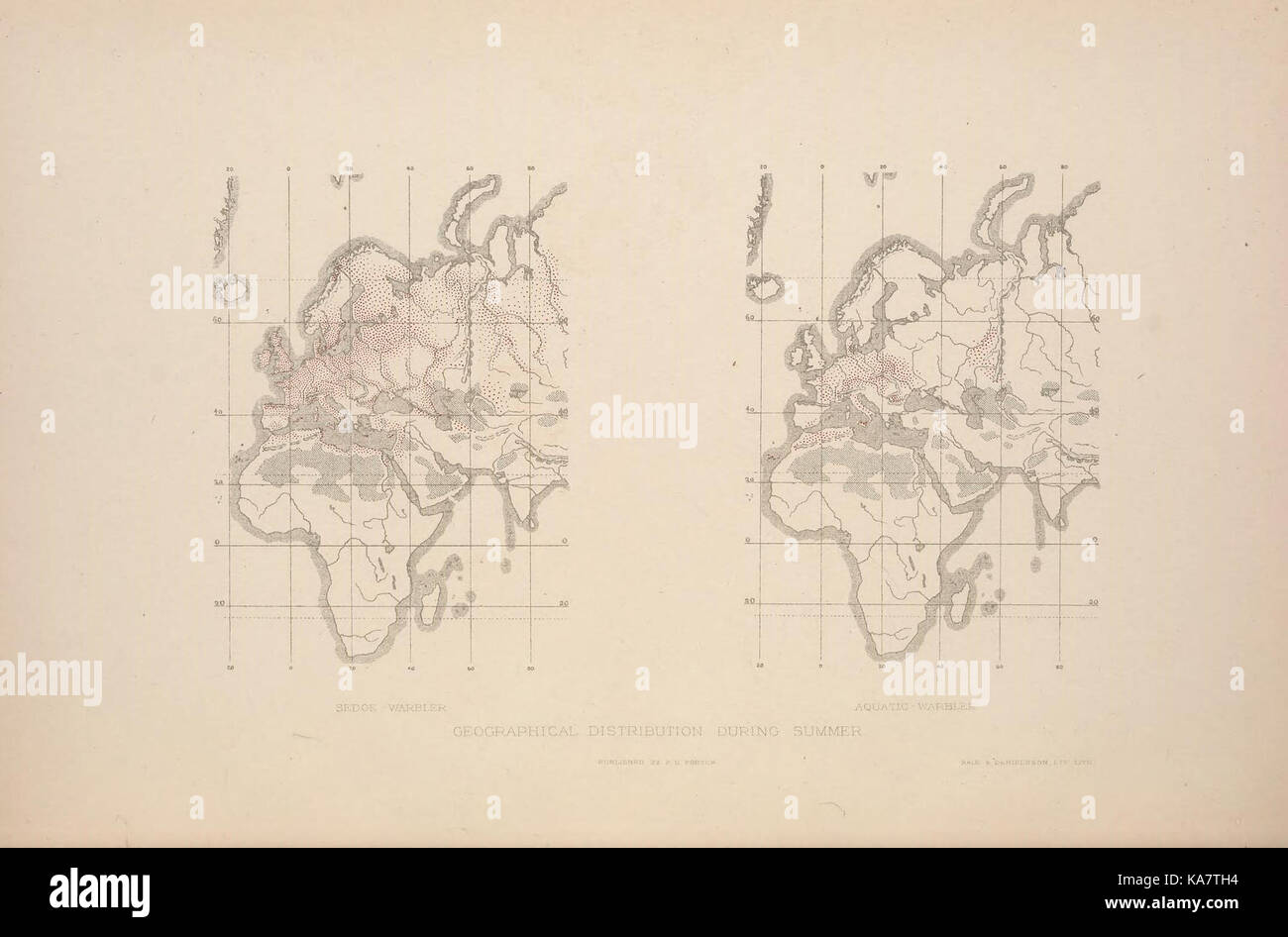 Family of warblers hi-res stock photography and images - Alamy