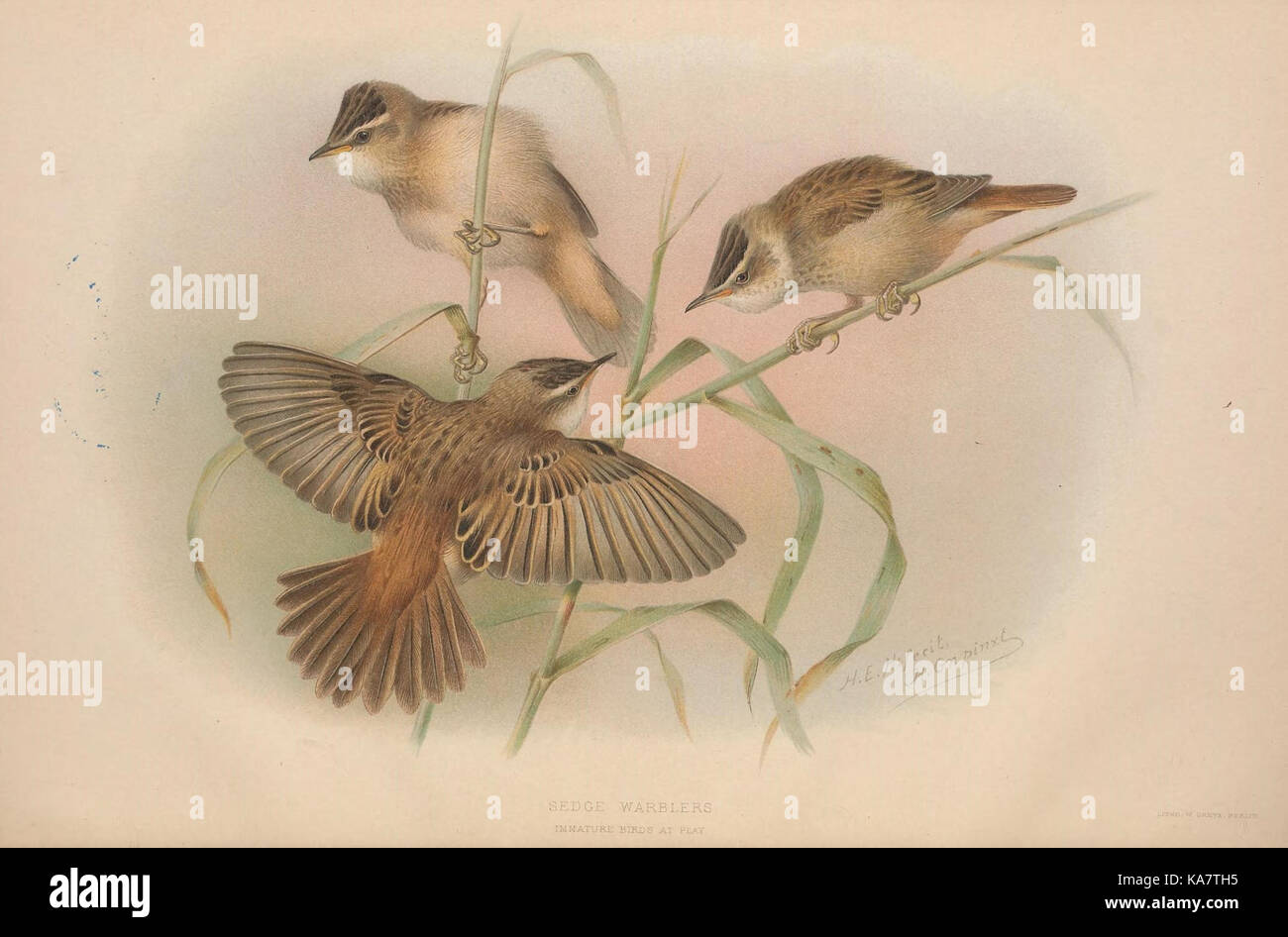 Warblers birds hi-res stock photography and images - Alamy
