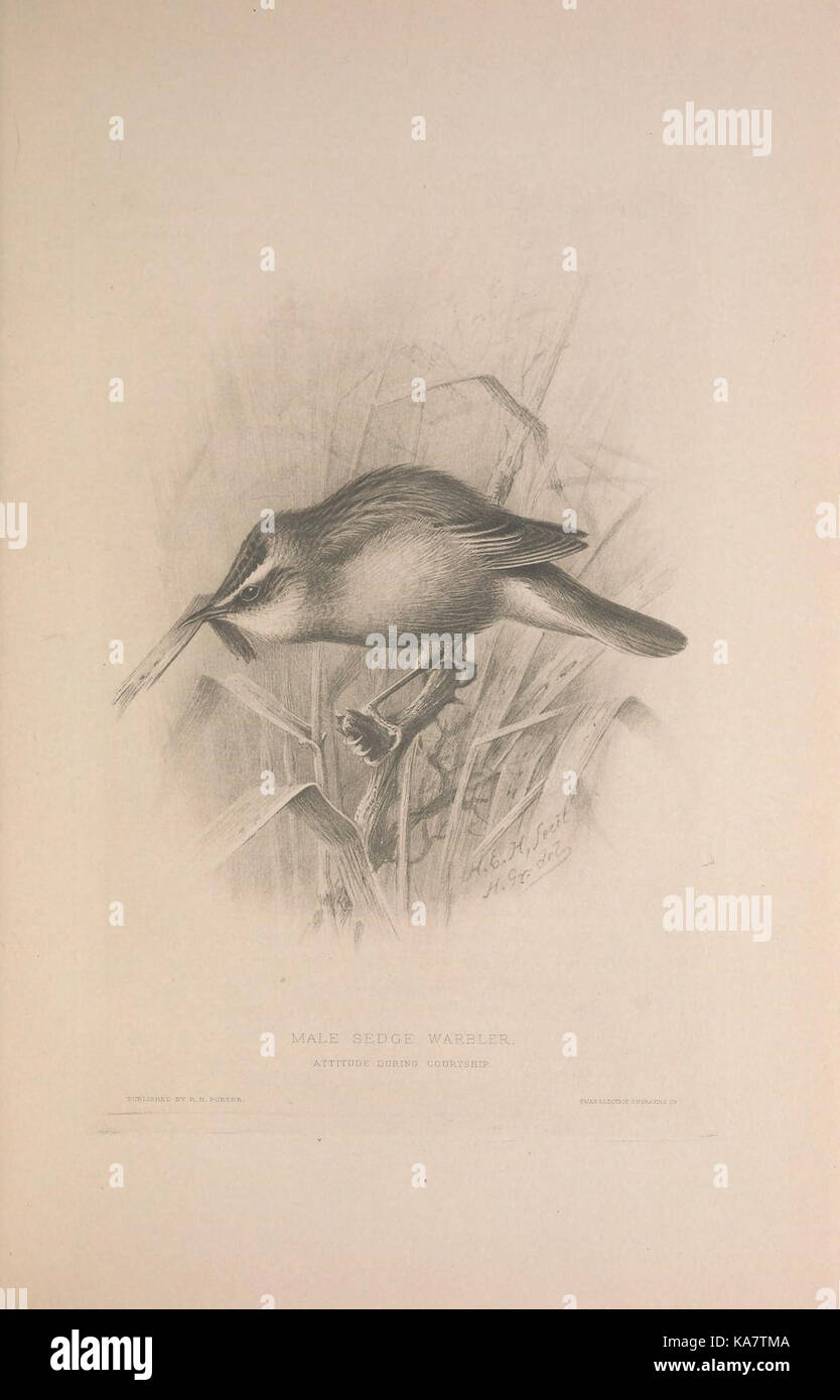 The British warblers (Pl. 5) (9200907486 Stock Photo - Alamy