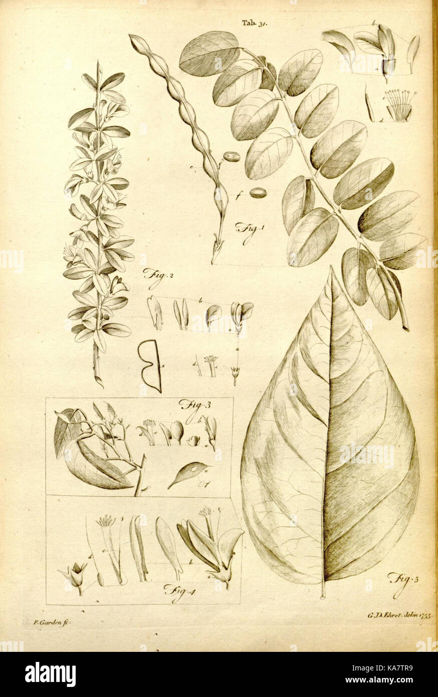 An illustration from 'The Civil and Natural History of Jamaica ...