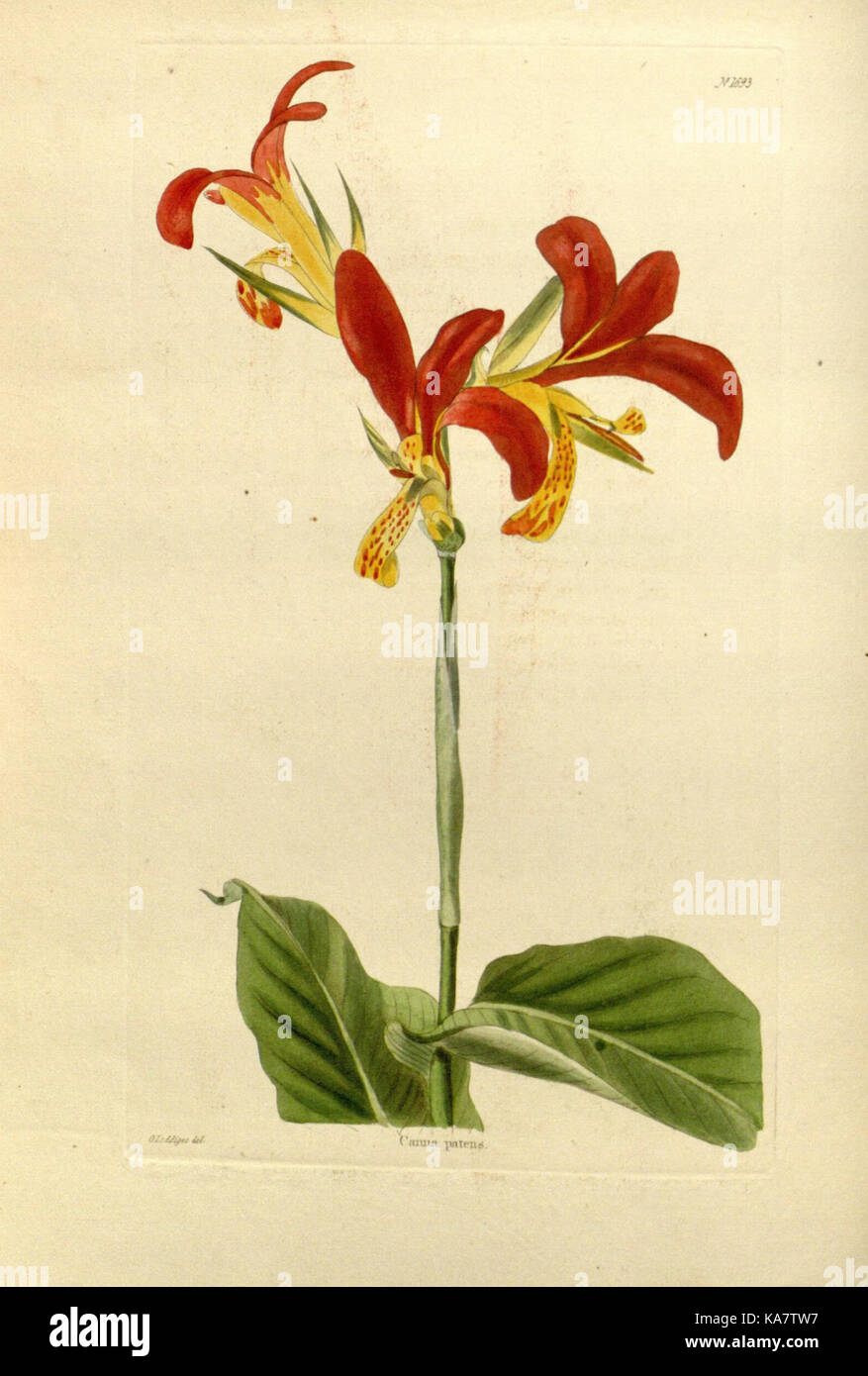 The botanical cabinet (No 1693) (8612609081 Stock Photo - Alamy