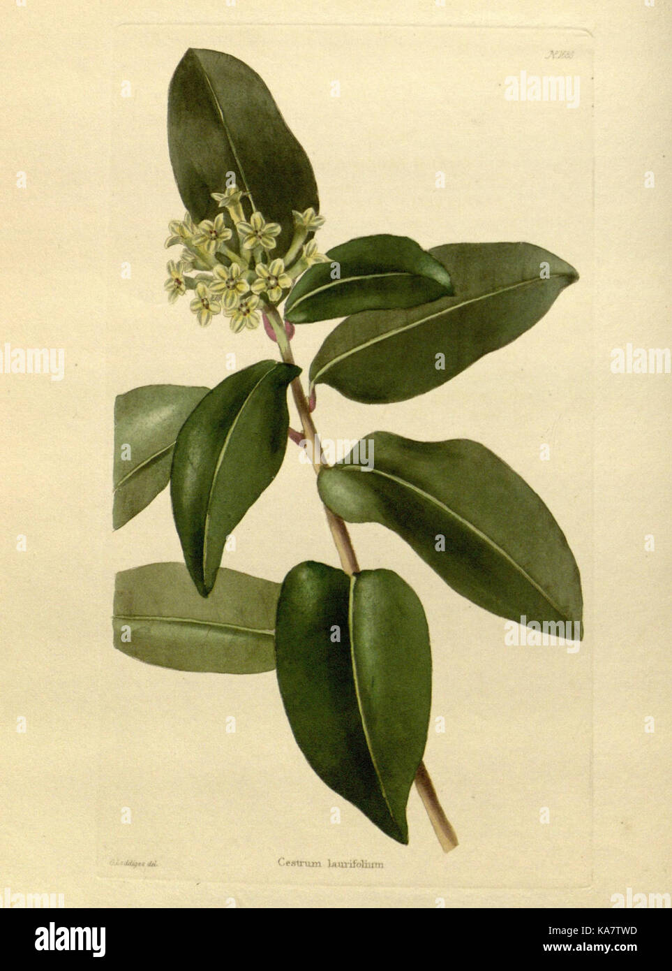 The botanical cabinet (No 1688) (8613712532 Stock Photo - Alamy