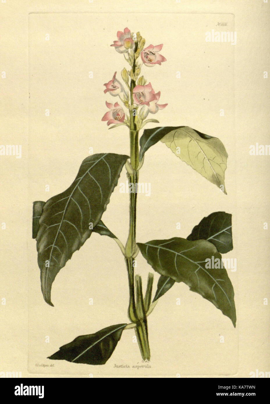 The botanical cabinet (No 1861) (8613707702 Stock Photo - Alamy