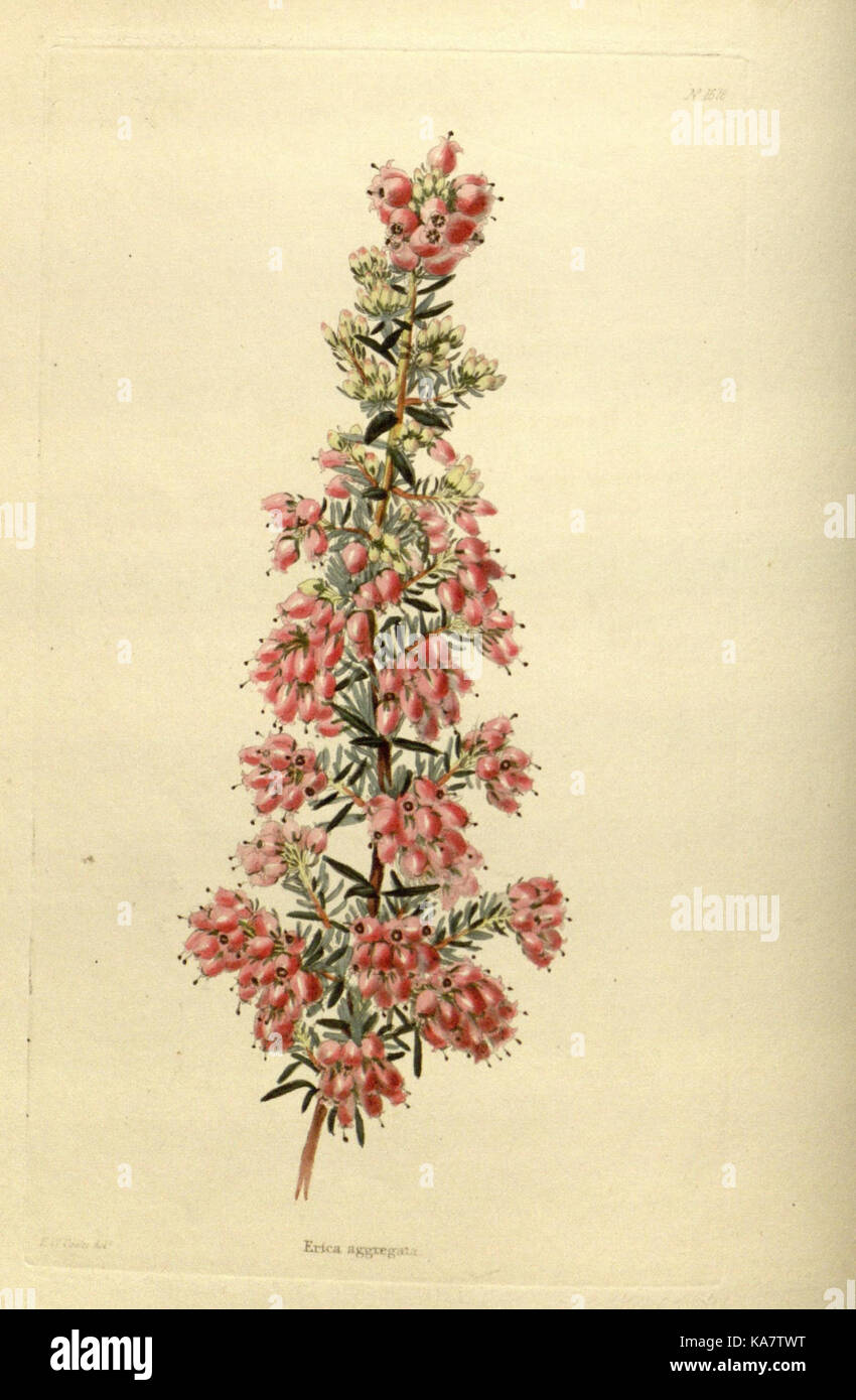 The botanical cabinet (No 1678) (8613704972 Stock Photo - Alamy