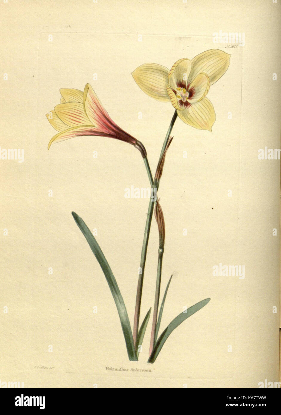 The botanical cabinet (No 1677) (8612597765 Stock Photo - Alamy