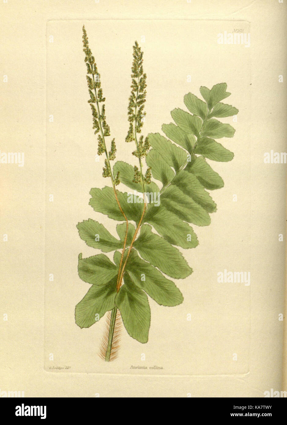 The botanical cabinet (No 1675) (8612596337 Stock Photo - Alamy