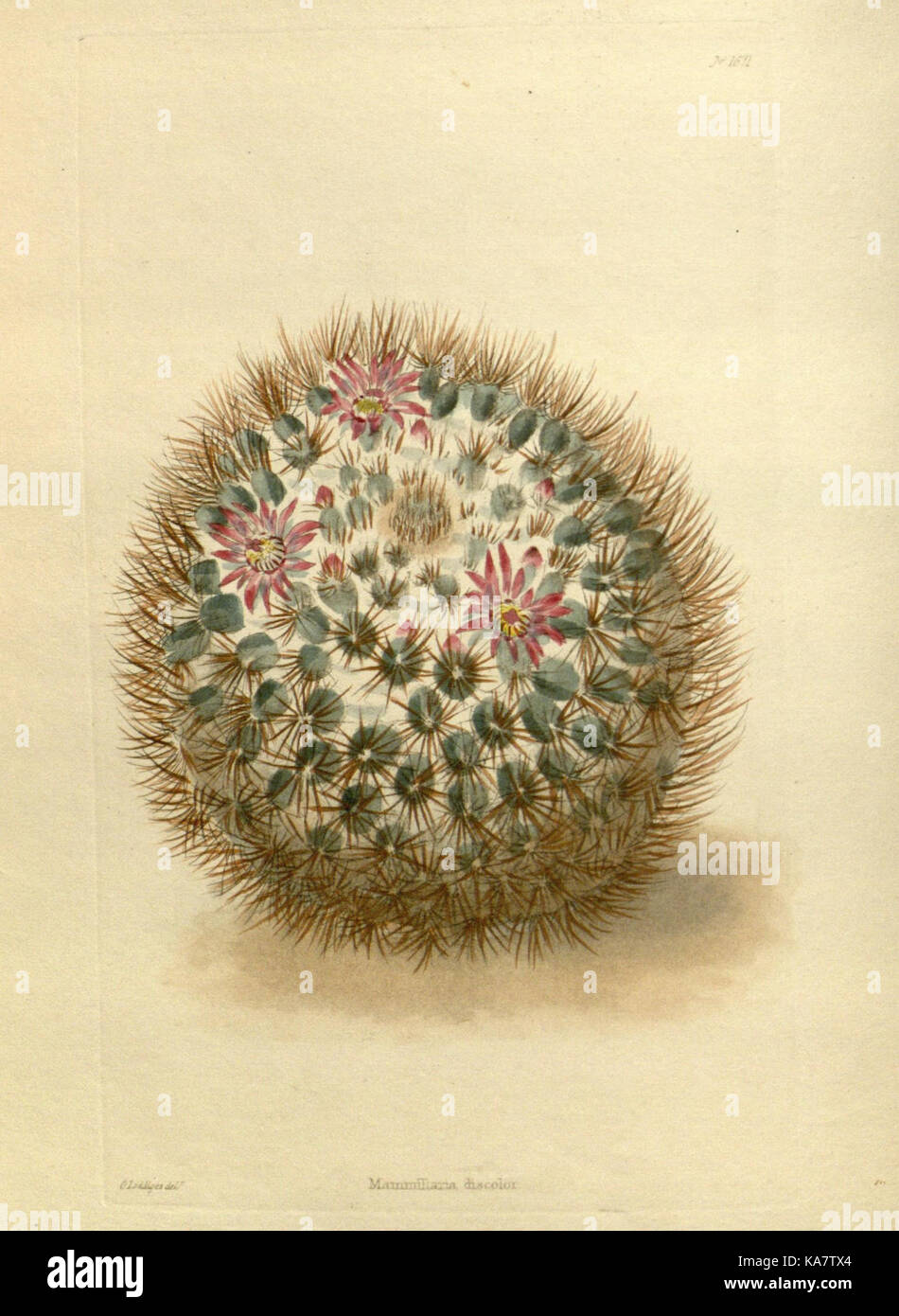 This image from the Missouri Botanical Garden features a botanical ...