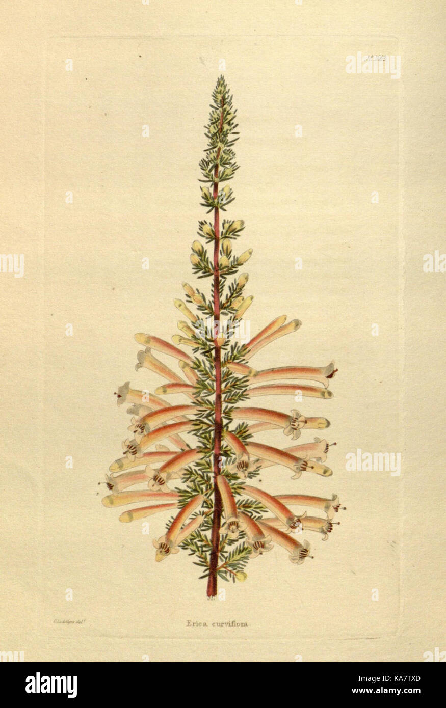 The botanical cabinet (No 1663) (8613693394 Stock Photo - Alamy