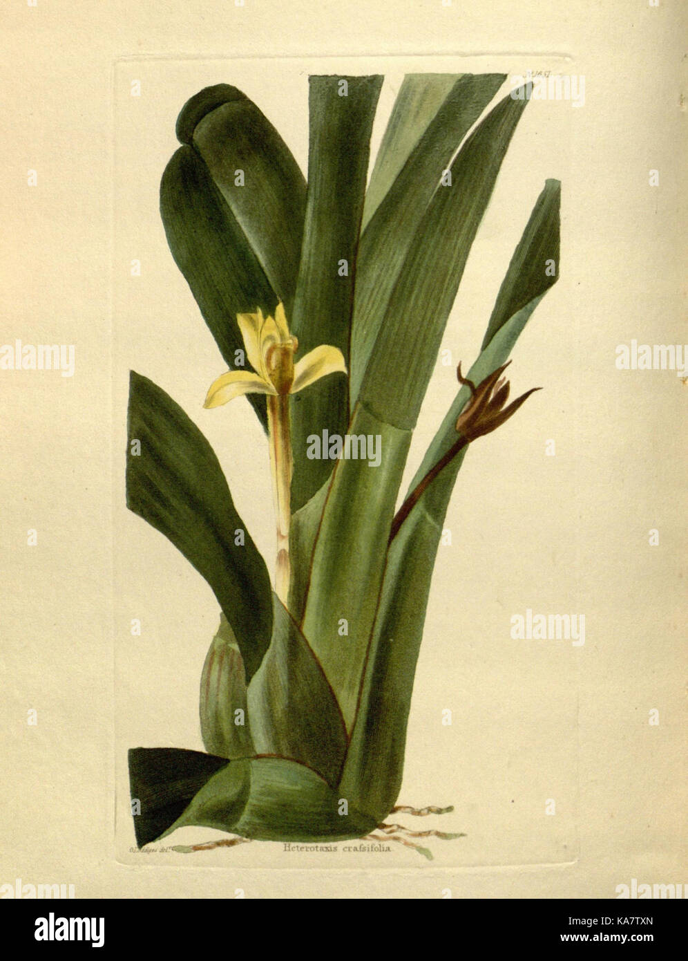 The botanical cabinet (No 1657) (8612582809 Stock Photo - Alamy