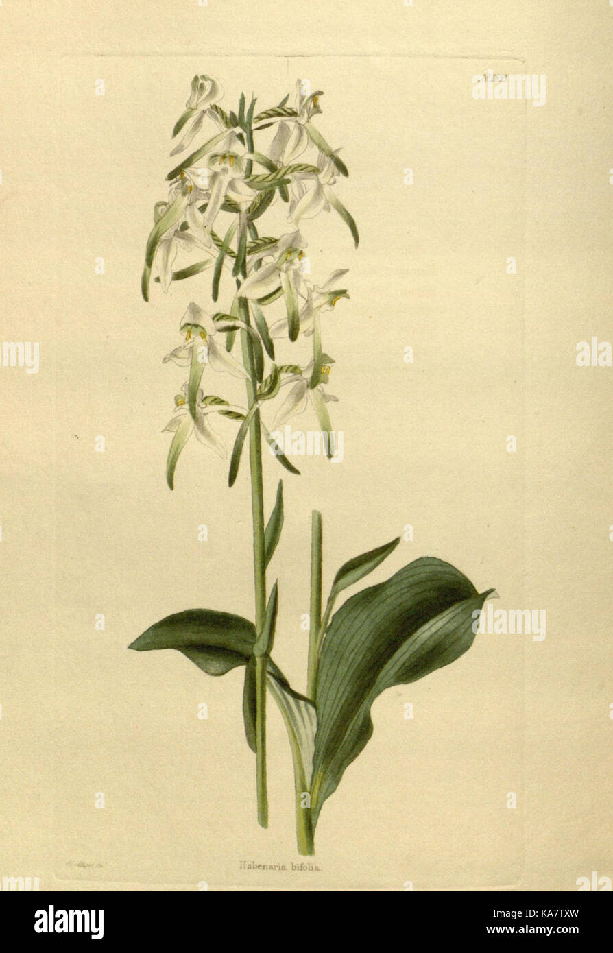 The botanical cabinet (No 1653) (8612579509 Stock Photo - Alamy