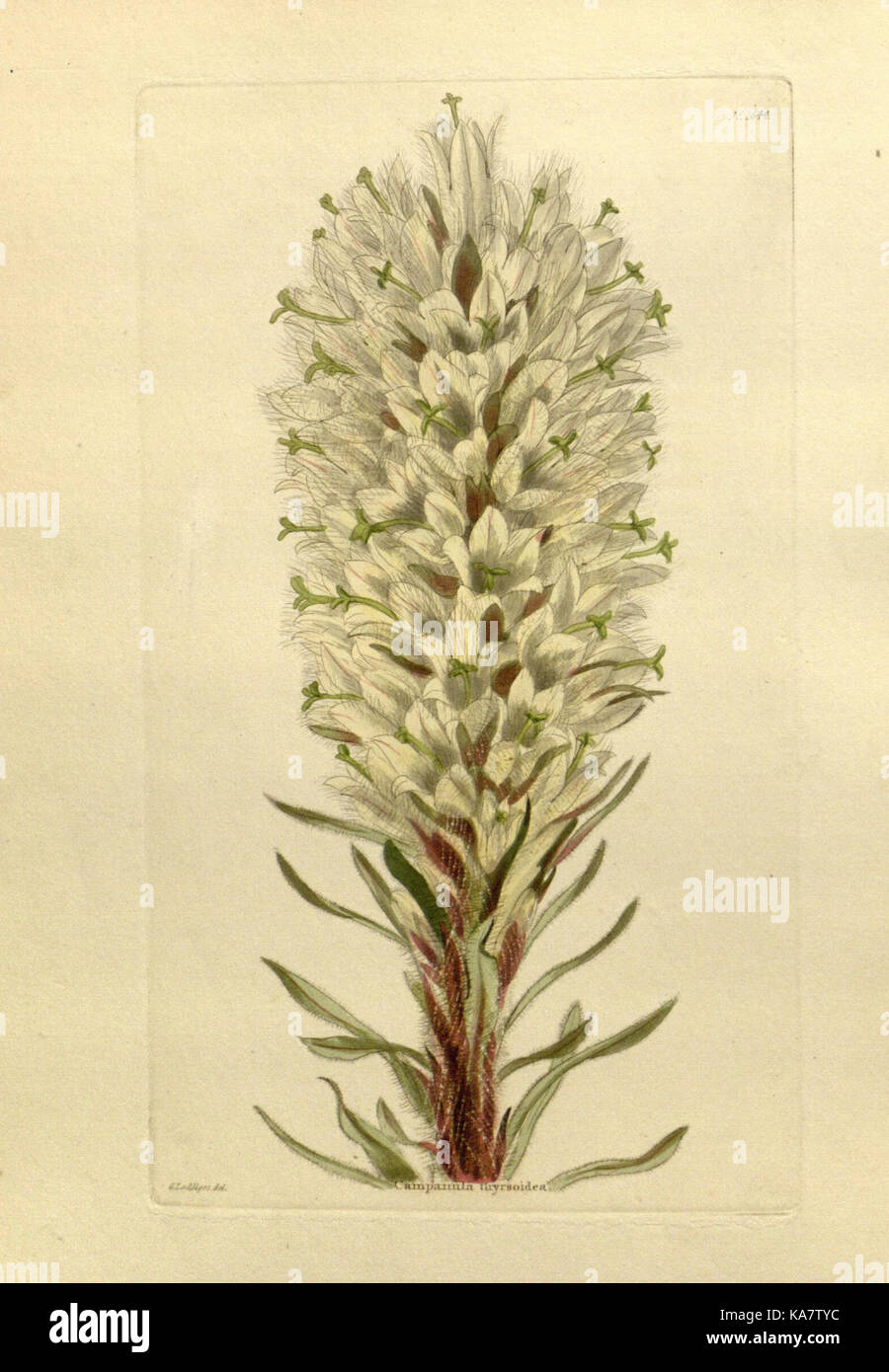 An illustration or photo from the botanical cabinet collection, item No ...