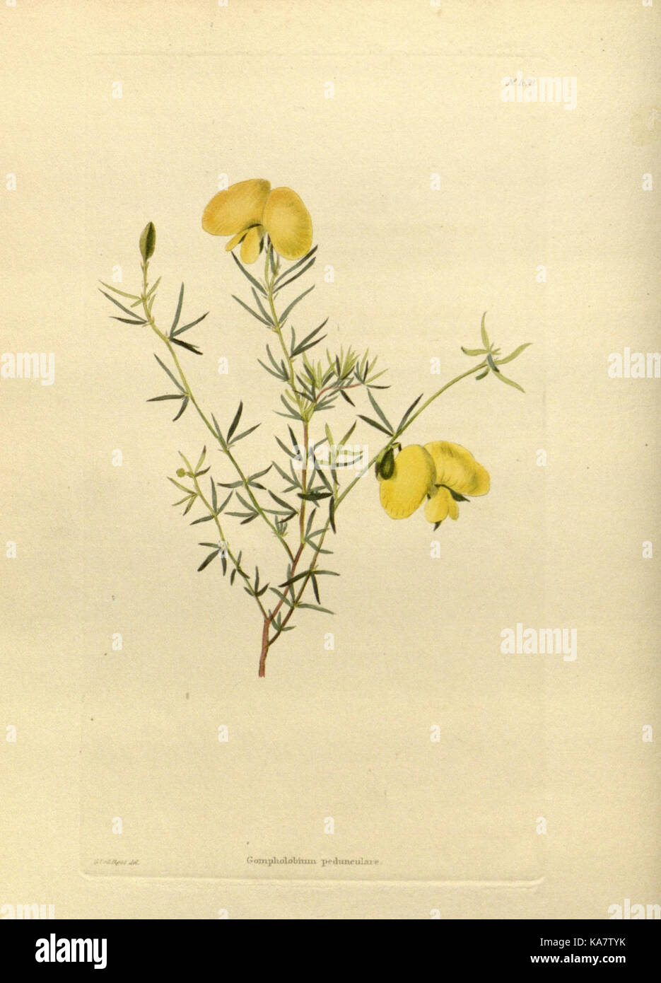 The botanical cabinet (No 1639) (8613672980 Stock Photo - Alamy