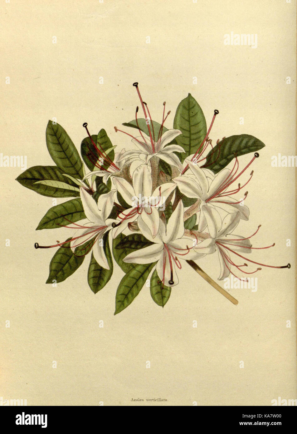 The botanical cabinet (No 1632) (8613668722 Stock Photo - Alamy