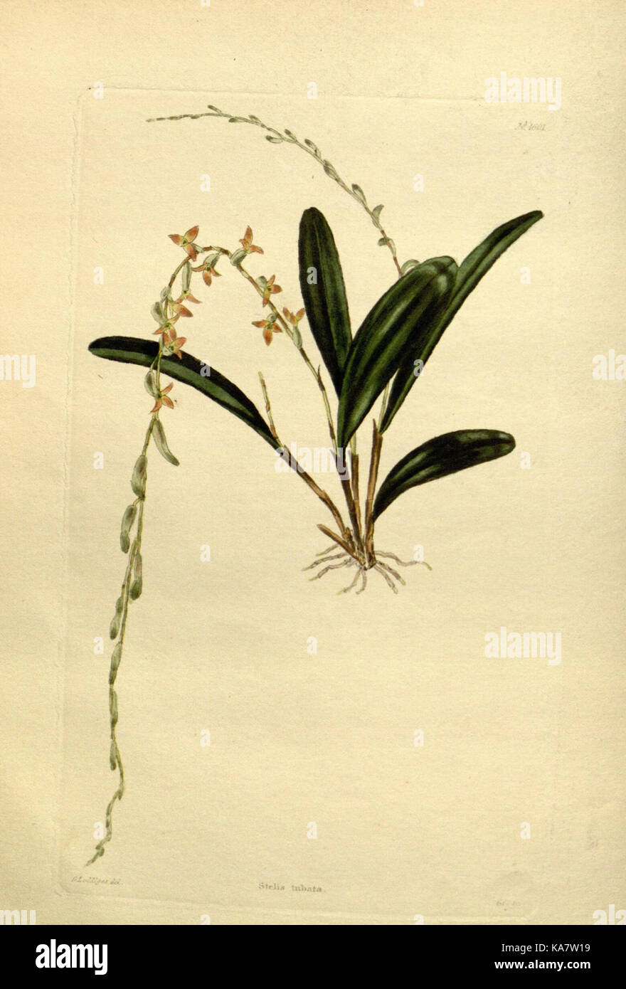 The botanical cabinet (No 1601) (8613648794 Stock Photo - Alamy