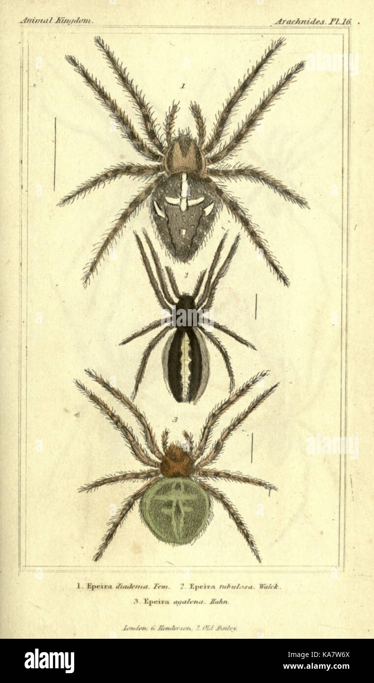 An illustration from 'The Animal Kingdom,' showing Arachnids (Pl. 16 ...