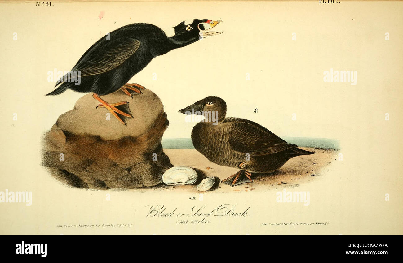 Plate 402 from the famous 'The Birds of America' by John James Audubon ...