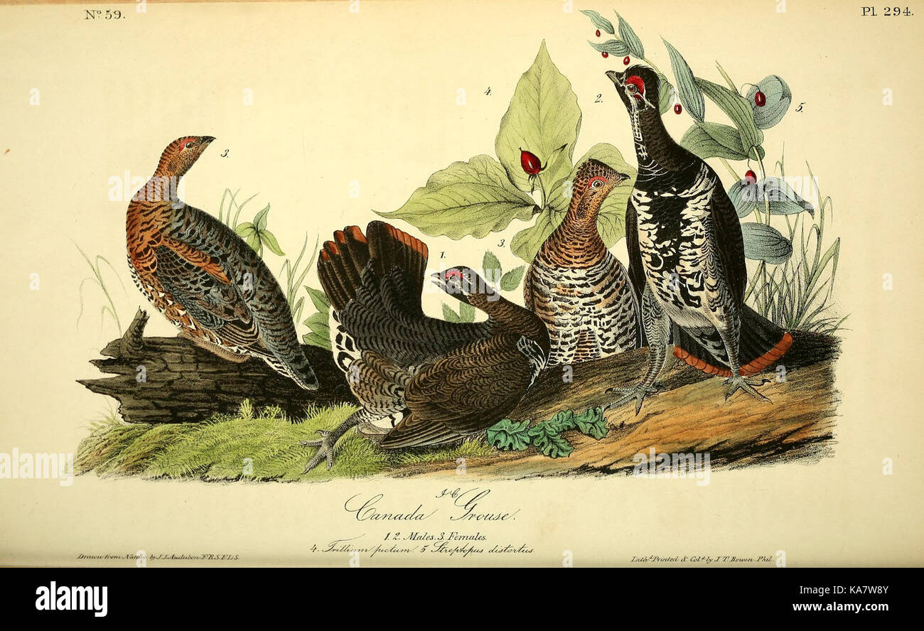 Plate 294 from *The Birds of America*, an iconic ornithological work by ...