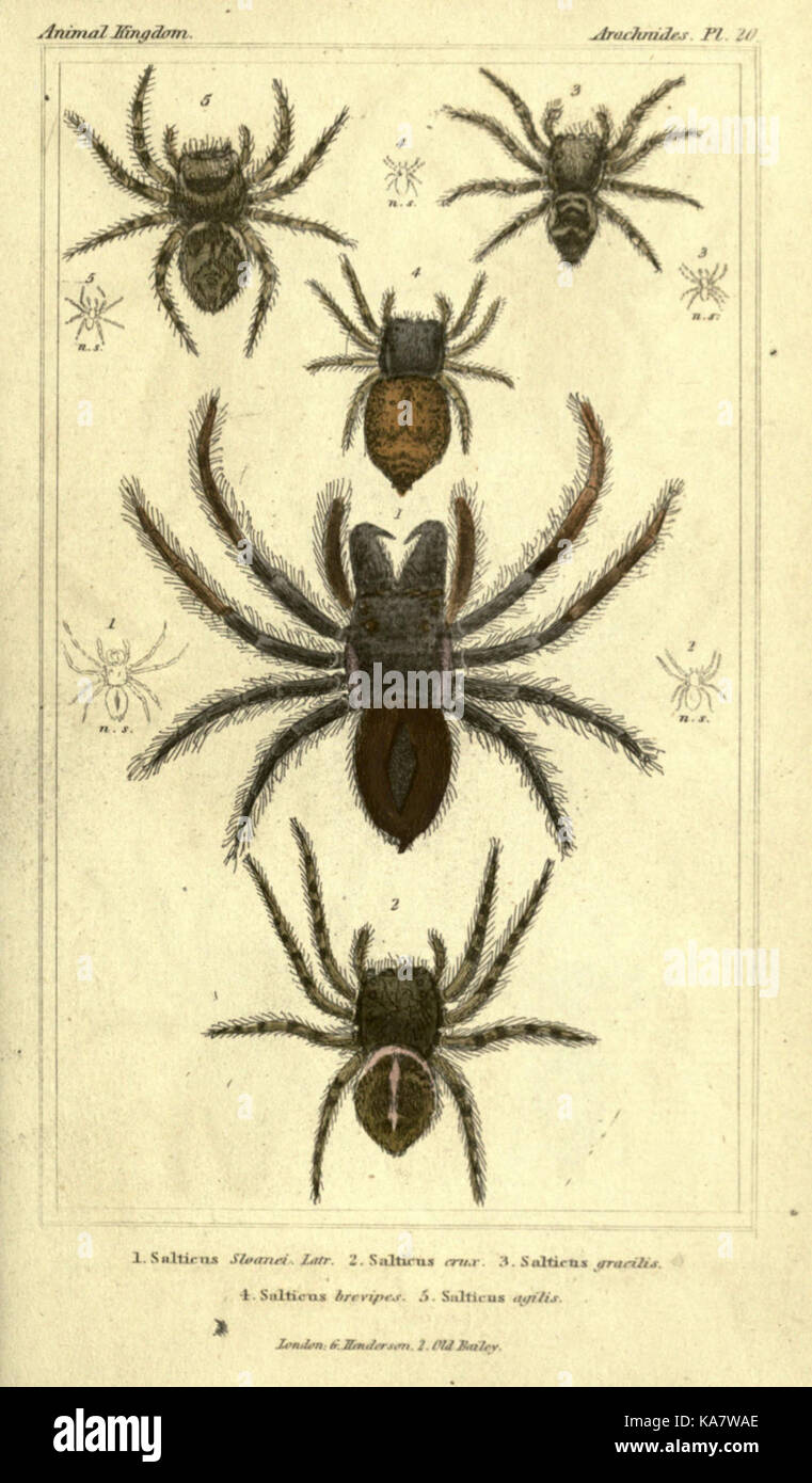 Kingdom of the spiders hi-res stock photography and images - Alamy