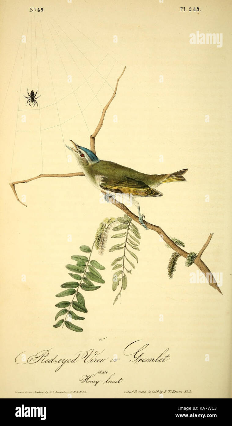 The birds of America (Pl. 243) (8577638978 Stock Photo - Alamy