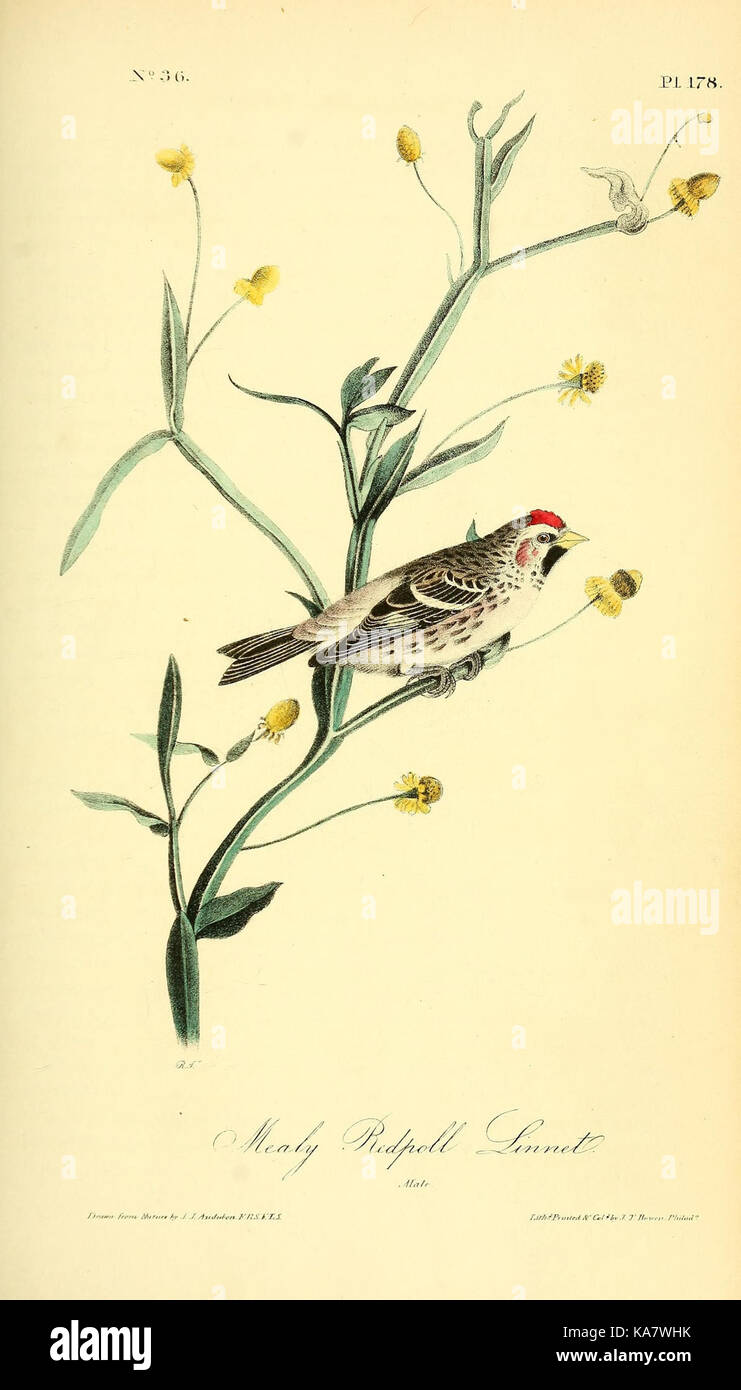 Plate 178 from 'The Birds of America' by John James Audubon illustrates ...