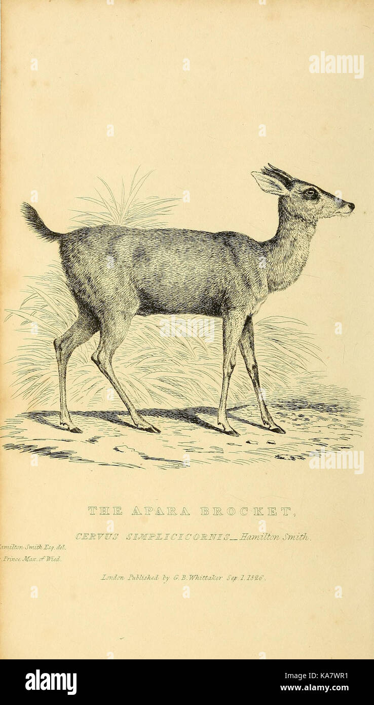 An illustration from 'The Animal Kingdom' showing various species from ...