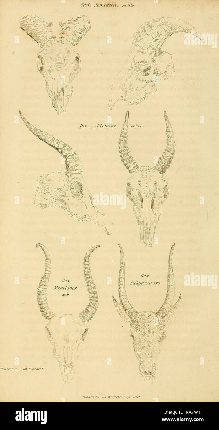 A historical plate from the Smithsonian Institution Libraries depicting ...