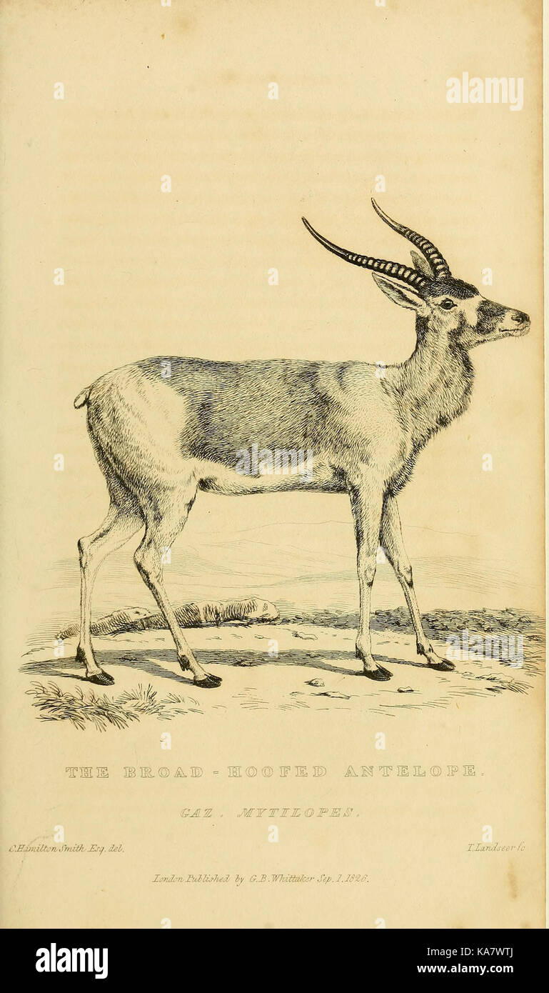 Plate 25 from 'The Animal Kingdom' showcases various animal species in ...