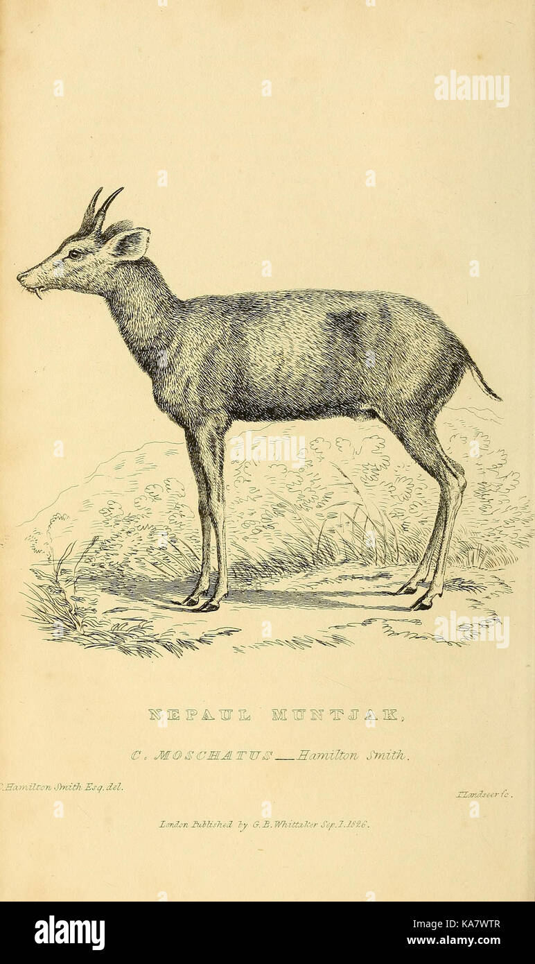 This illustration from 'The Animal Kingdom' showcases various species ...