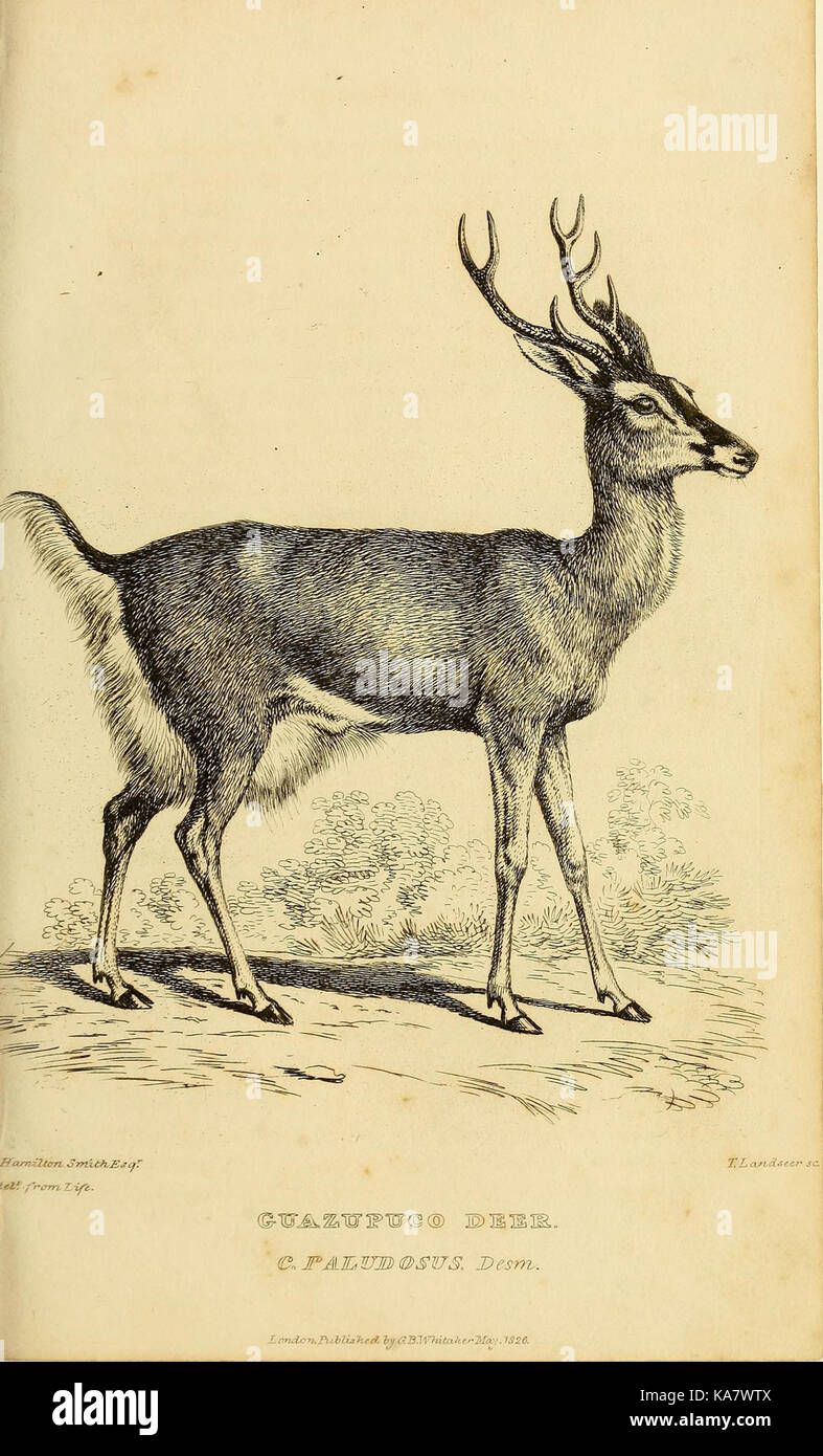 An illustration from the Smithsonian Institution's collection depicting ...