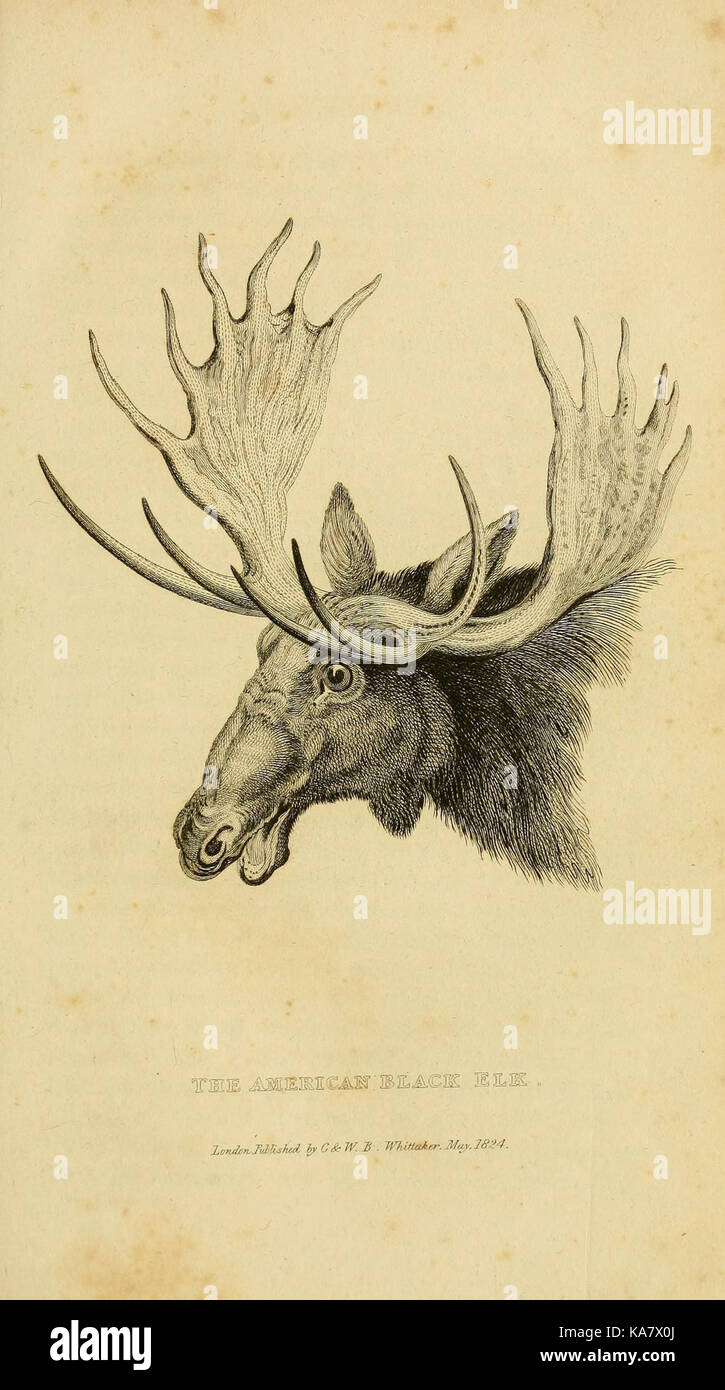 'The Animal Kingdom' is an educational work from the Smithsonian ...