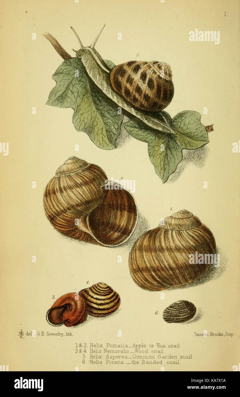 The edible mollusks of Great Britain and Ireland (Plate 1) (8550777459 ...