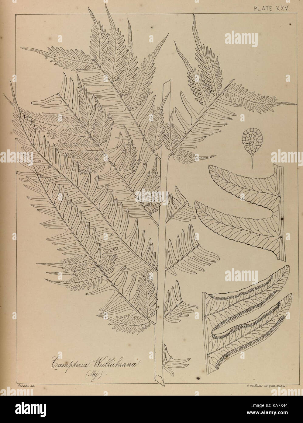 The ferns of British India (PLATE XXV) (8531392852 Stock Photo - Alamy