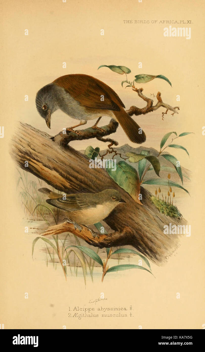 The birds of Africa (Pl. XI) (7837803452 Stock Photo - Alamy