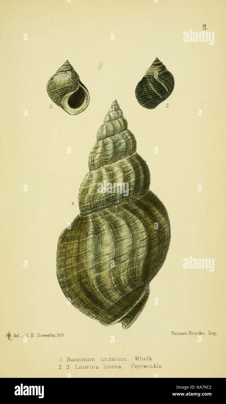 An illustration from 'The Edible Mollusca of Great Britain and Ireland ...