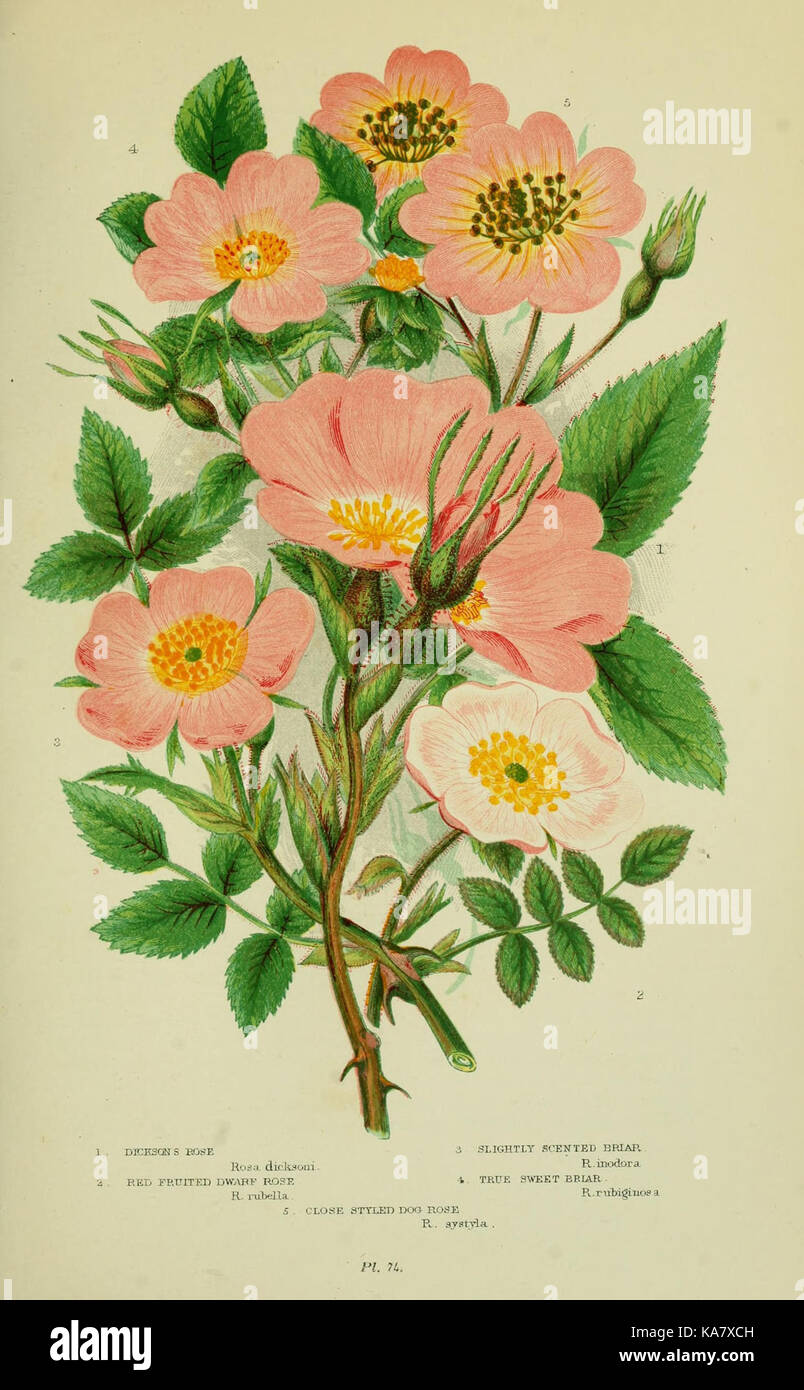 Labeled study of plant morphology hi-res stock photography and images ...