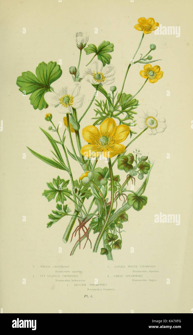 An illustration from a botanical reference showing the diverse ...