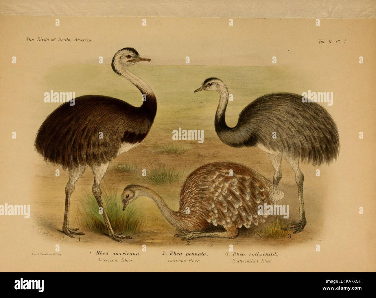 An illustration from 'The Birds of South America,' a work documenting ...