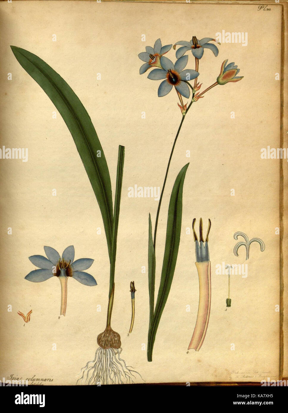This image depicts an early botanical work, showing a collection of new ...